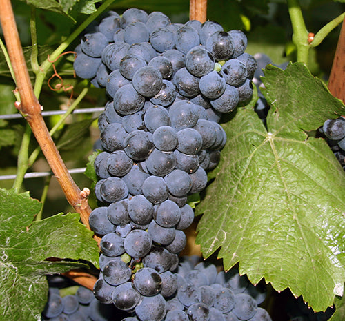 Horizon Pinot Noir – Rochester Wine Shop